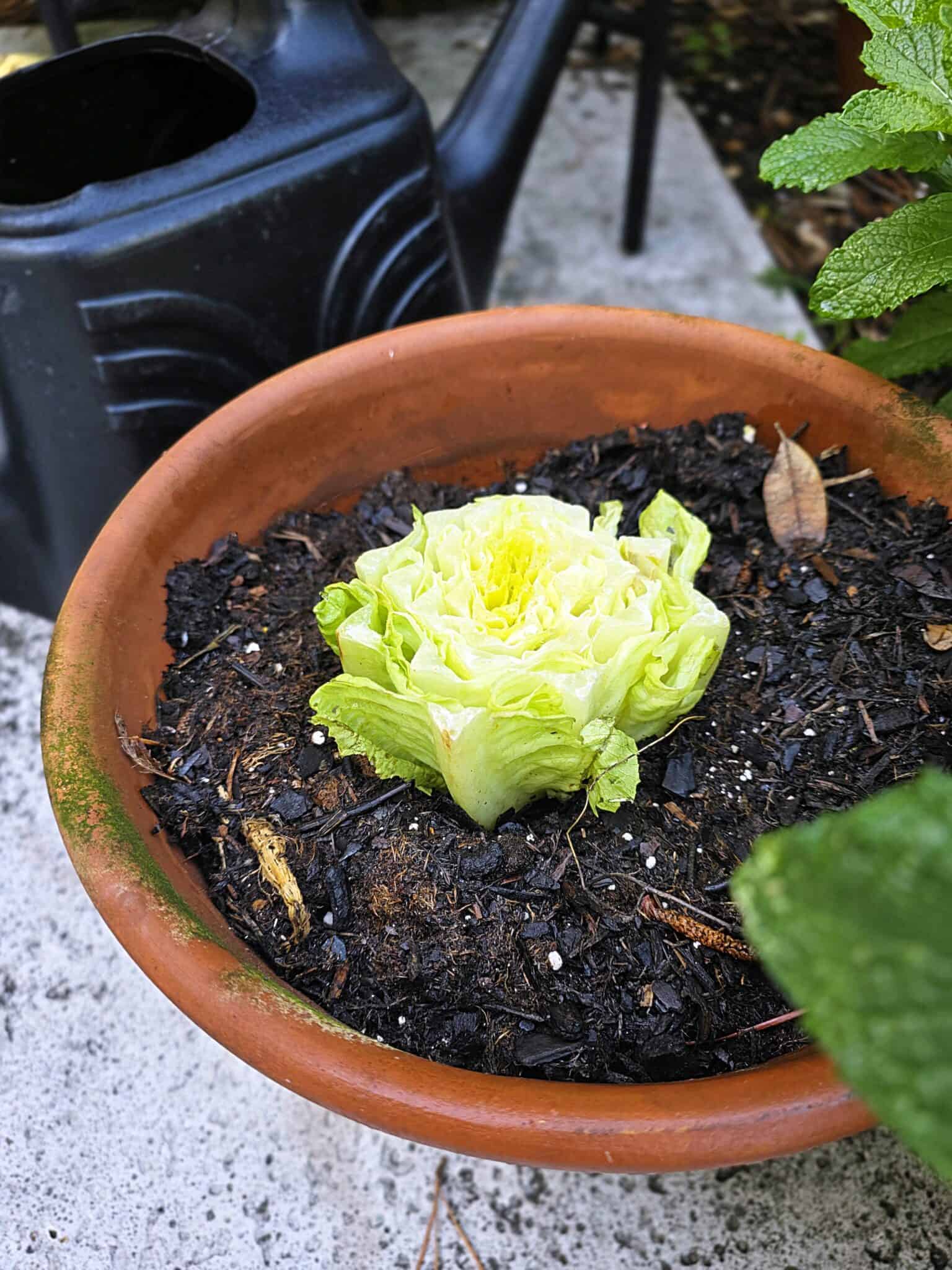 Growing Vegetables from Scraps | growing vegetables from scraps